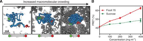 figure 2 from the macromolecular crowding effect from in vitro into the cell semantic scholar