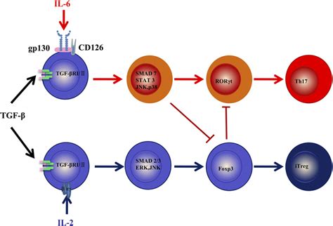 Schematic Model For The Role Of Tgfb Signaling Pathways In Itreg And