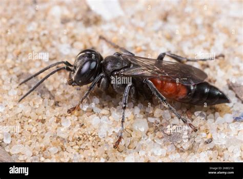 Cockroach Hunting Grasshopper Wasp Sitting On Sand Left Looking Stock