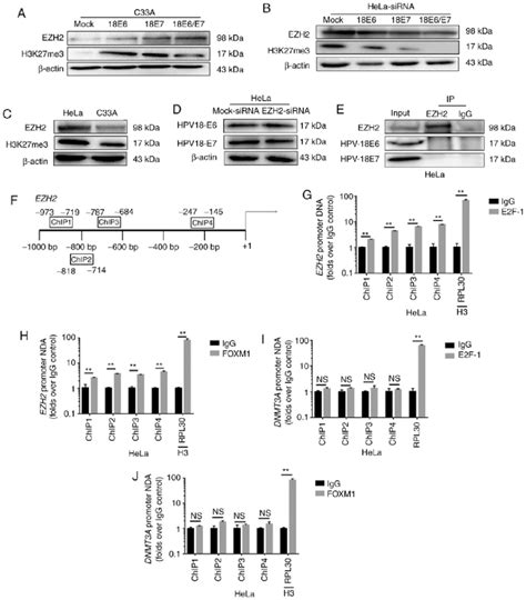 Hpv18 Oncoprotein E6 E7 Alters The Expression Ezh2 And H3k27me3 In Download Scientific Diagram