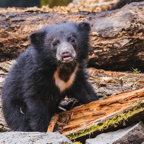 Sloth Bear Cubs