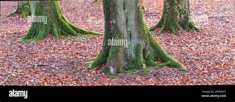 Trees Of All Types And Seasons A Beautiful World Of Differences Trees