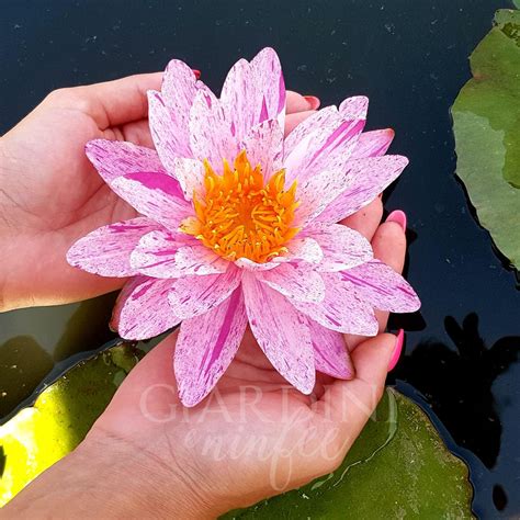 Nymphaea Pink Spot Giardini E Ninfee