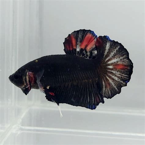 Black Aoc Betta Fish Av 1132 — Jv Betta