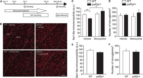 Microglia In The Amygdala Of Patdp Mice At Pd 7 A Schematic