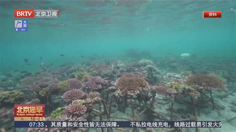 新研究发现珊瑚礁经人工恢复4年后基本能正常生长北京时间