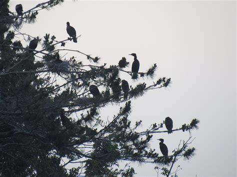 カワウのコロニー みんなのポケット6 楽天ブログ