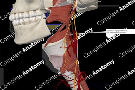 Superior Laryngeal Nerve Complete Anatomy