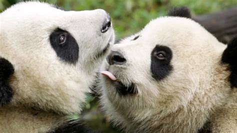 Le Panda Géant Documentaire Où Regarder Tv Replay Streaming