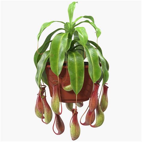 Tropical Pitcher Plant In Pot 3d Model 29 3ds Blend C4d Fbx Max