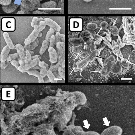Scanning Electron Microscope Sem Imaging Of The Topographic Download Scientific Diagram