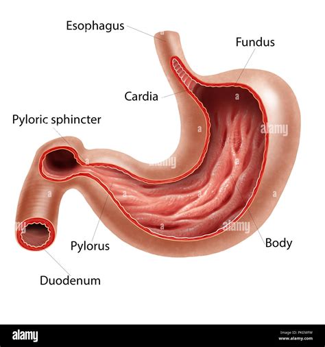 Normal Abdominal Of Cardia