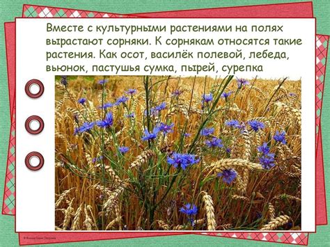 Искусственные природные сообщества созданные человеком пруд поле парк огород презентация