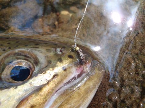 The Jersey Angler Another Good Day For The Cooper Bug