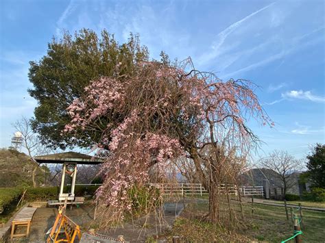 香貫山展望台のしだれ桜 山下ふみこオフィシャルブログ 山下ふみこ みんなが幸せになる沼津へ