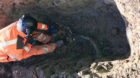 Ancient Tree Being Cut Down In Northamptonshire Despite Campaign BBC News