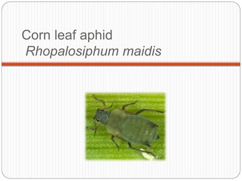 Corn Pest Complete Pptx