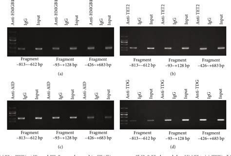 Figure 1 From Hmgb1 Recruits Tet2 Aid Tdg To Induce Dna Demethylation