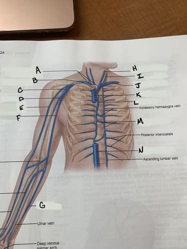 Anatomy Lab Ch 24 Human VEINS Flashcards Quizlet