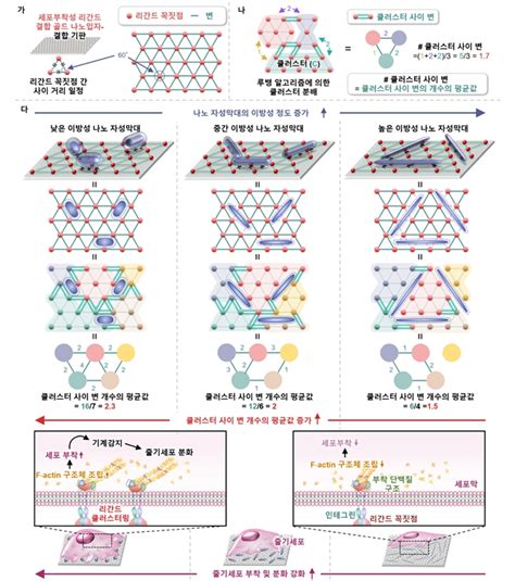 강희민 교수팀 세계 최초 줄기세포 조절 시스템을 수학적 알고리즘으로 규명 뉴스 고려대학교 신소재공학부