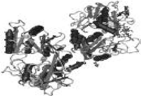 Fig1 Three Dimensional Structure Of Bi Ferric Bovine Lactoferrin At A