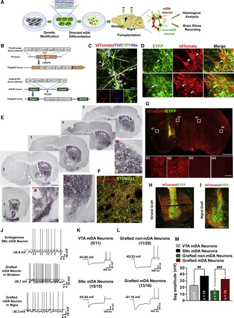 Human Stem Cell Derived Neurons Repair Circuits And Restore Neural