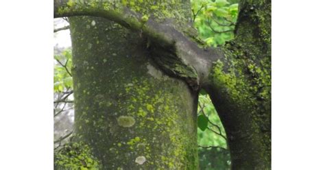 Natural Tree Bracing