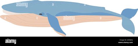 Whale Vector Icon Stock Vector Image And Art Alamy