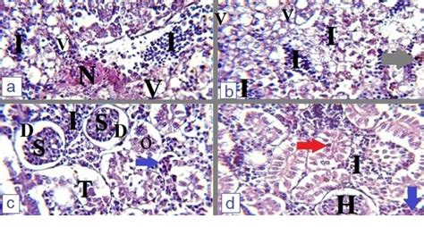 Figure 3 From Enrofloxacin Effective Treatment Of Pseudomonas Aeruginosa And Enterococcus