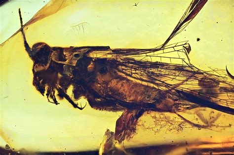 Rare Extinct Elcanidae Grasshopper Fossil Inclusion In Etsy