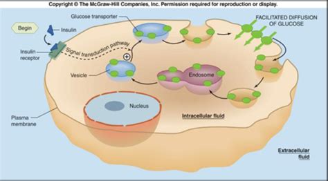 Class 37 Absorptive State Flashcards Quizlet
