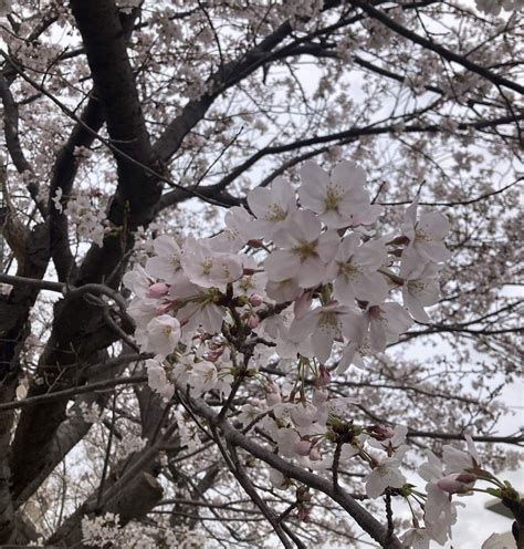 3月27日月曜なんだ今日まあずのお薬貰いに汐見降りましたらやっぱ桜撮りたくなり考えてある場所に買い物もしてと思いながら撮りすぎてあら