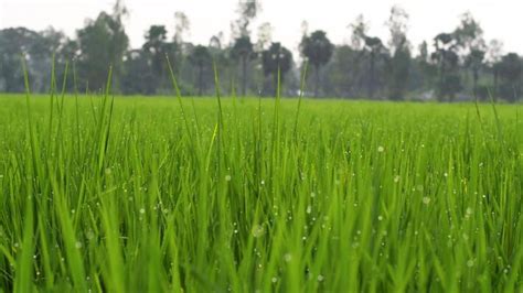 Paddy Field Animation Stock Video Footage For Free Download