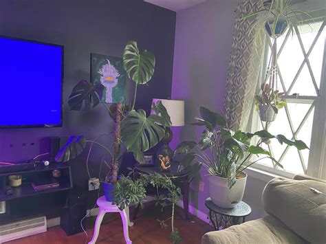 My New Friend R Houseplants