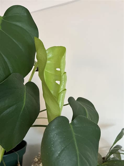 Guide To Differentiating Monstera Large Form Vs Small Form Rmonstera