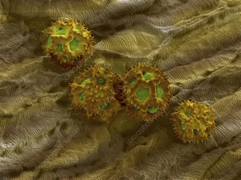 Dandelion Pollen Sem Stock Image C0476933 Science Photo Library
