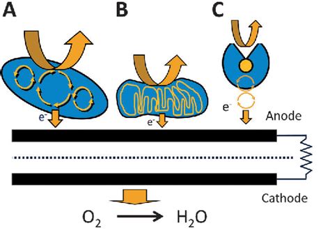 Figure 1 From Self Assembling Enzyme Networks A New Path Towards Multistep Bioelectrocatalytic