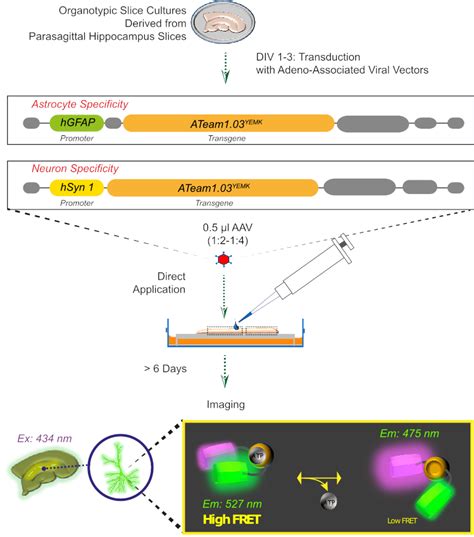 Imaging Of Intracellular Atp In Organotypic Tissue Slices Of The Mouse Brain Using The Fret