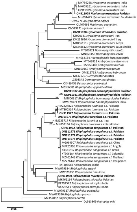 Neighbor Joining Phylogram Inferred From Cox1 Partial Nucleotide Download Scientific Diagram