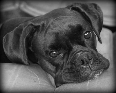 The Boxer Lab Mix Your Ultimate Breed Information Guide Boxer Lab