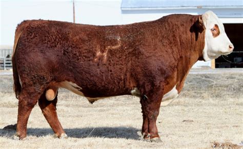 Sires Harrison Cattle Company