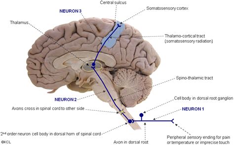 Spino Thalamic Pathway