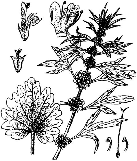 253 益母草 中药学 医学