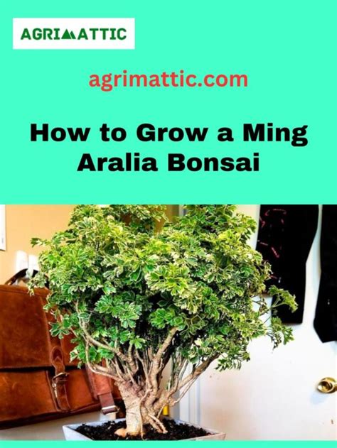 How To Grow Ming Aralia Ming Aralia Plant Care And Growing Guide Tips