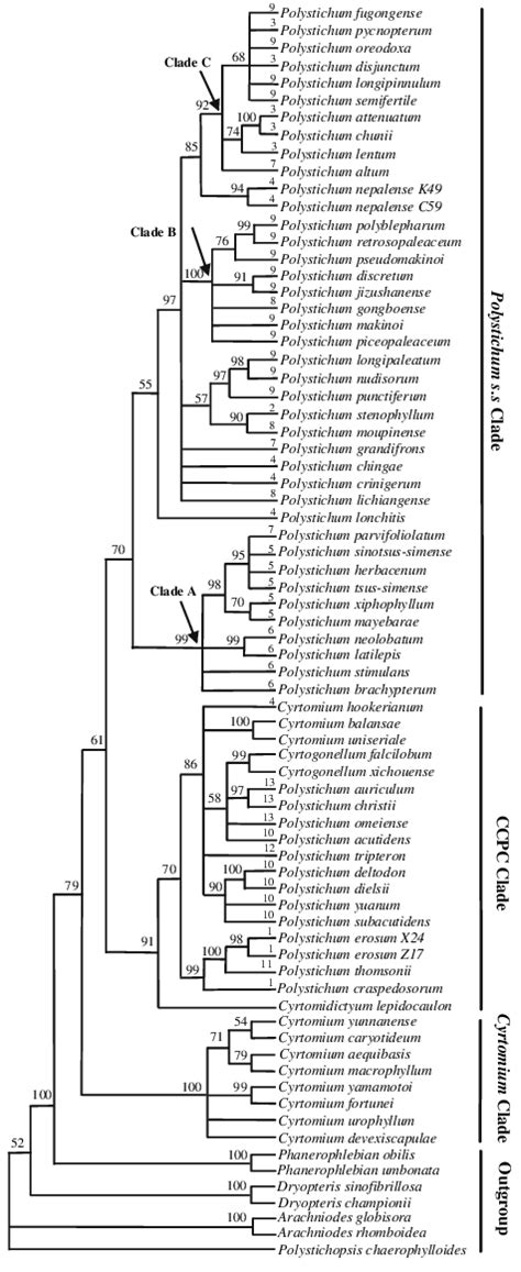 The Strict Consensus Tree Derived From Maximum Parsimony Analysis Of