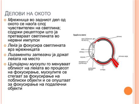 Okoto Kako Opticki Sistem Ppt