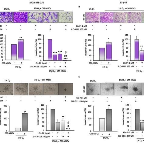 Slc 0111 Increases Cis Pt Effect On Cm Msc Induced Signaling Pathways