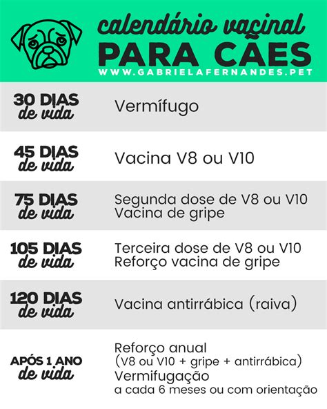Vacinação Cães E Gatos Calendário Completo Dra Gabriela Fernandes