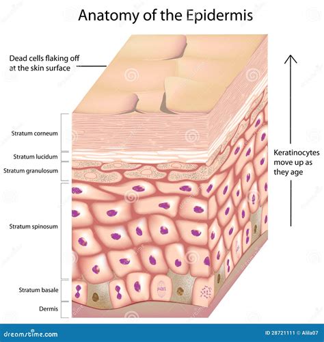Anatomia 3d Dellepidermide Illustrazione Vettoriale Illustrazione Di