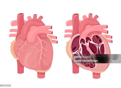 Human Heart Anatomy Vector High Res Vector Graphic Getty Images